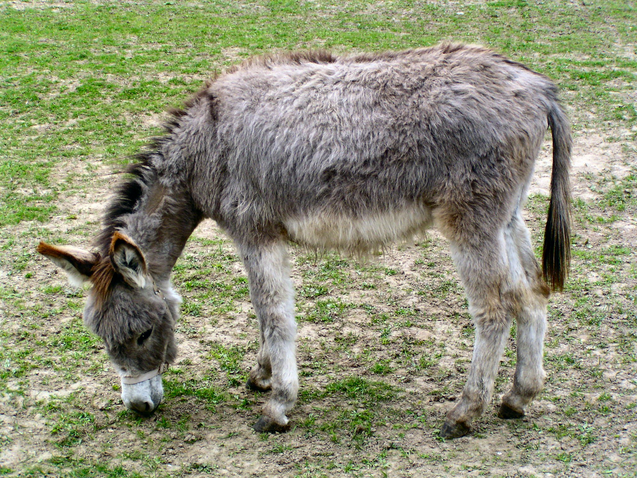 Dorf und Umgebung – Bauernhof Wujanz